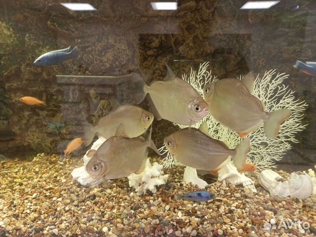 Метиннисы - травоядные пираньи