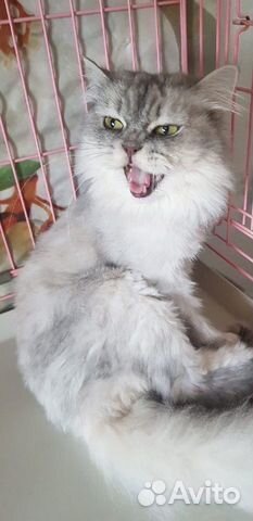Кошка в дар