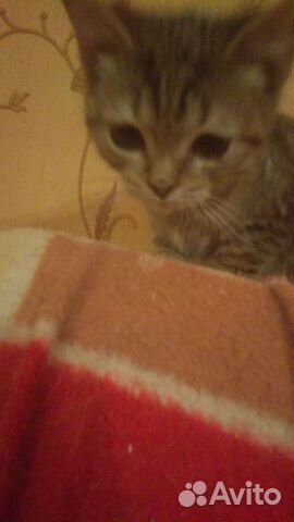 Котенок в семью