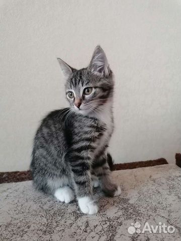 Котик шпион
