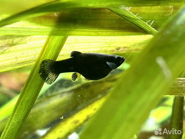 Моллинезия (Mollienesia)