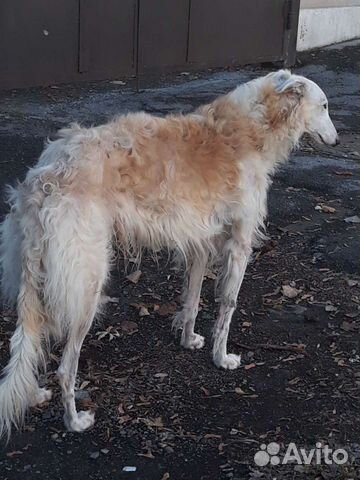 Русская борзая