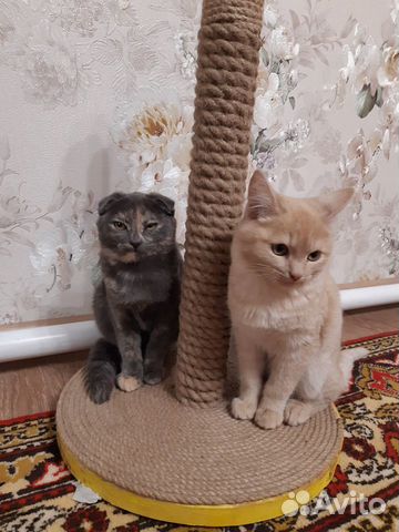 Отдам котят бесплатно