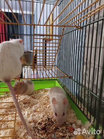 Крыса дамбо