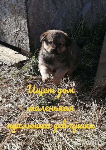Собака