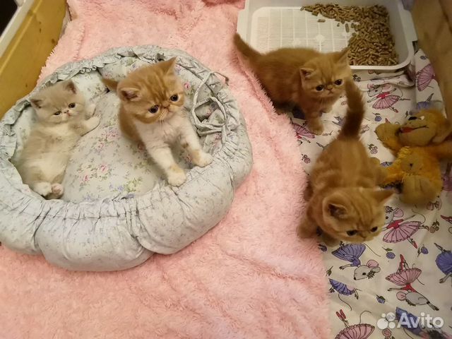 Экзотические котята(экзоты)