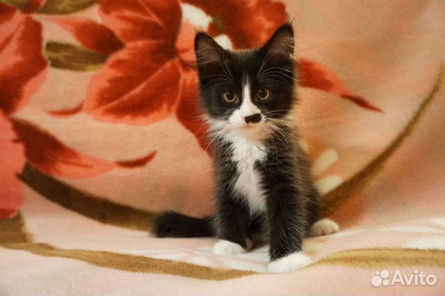 Котенок в добрые руки бесплатно