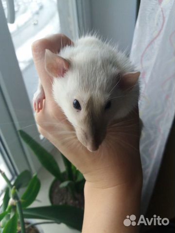 Крыса дамбо