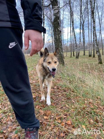 Песик очень хочет обрести дом. Присмотритесь