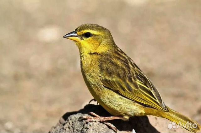 Золотистый воробей