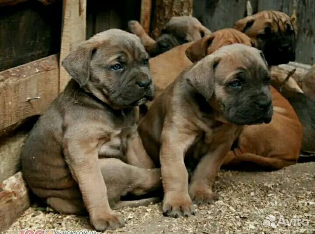 Форментино Кане Корсо малыши РКФ чистокровные