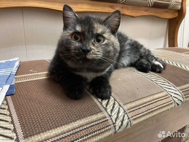 Кошка подросток бесплатно