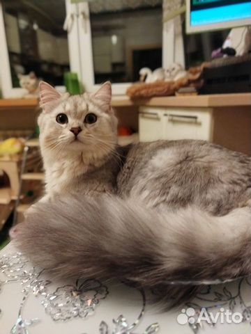 Шотландский котик