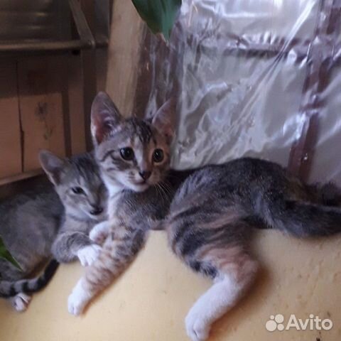 Котенок-девочка,3,5 мес