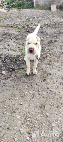 Щенки шарпея