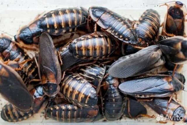 Аргентинский таракан Blaptica Dubia, живой на корм