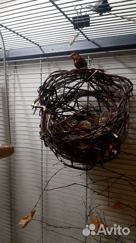 Тигровый астрильд