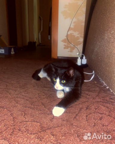 Кот в добрые руки