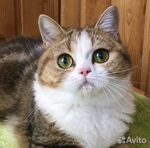 Британский котик золотой мраморный