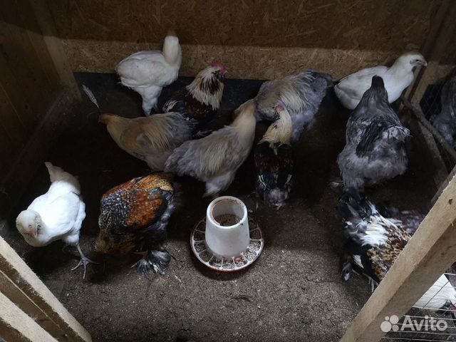 Петухи оптом