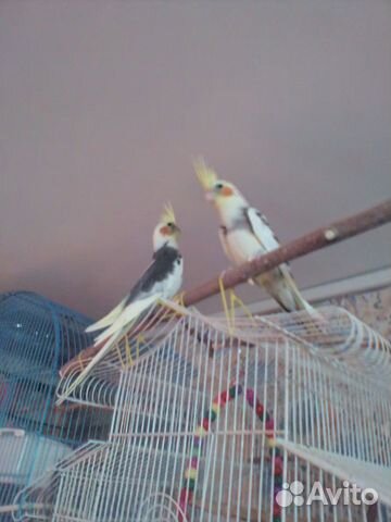 Попугай корелла