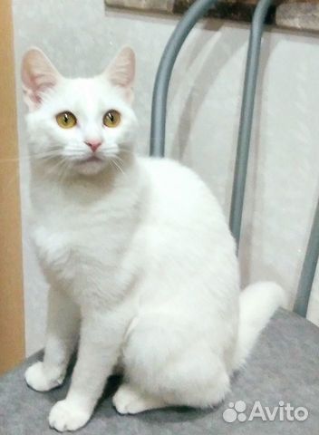 Кошечка в добрые руки