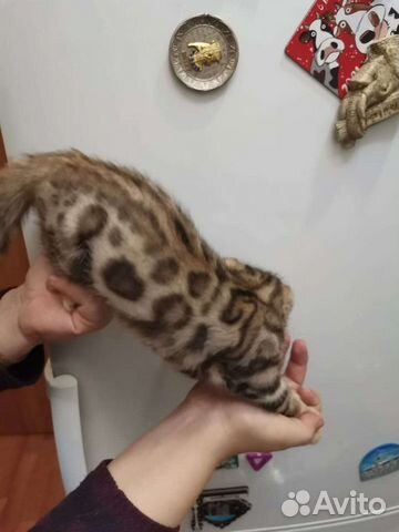 Бенгальские котята