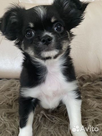 Длинношерстная чишка