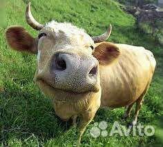 Коровы 3 штуки на молоко стельные