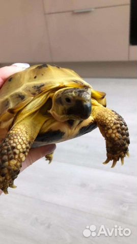 Черепаха сухопутная мальчик
