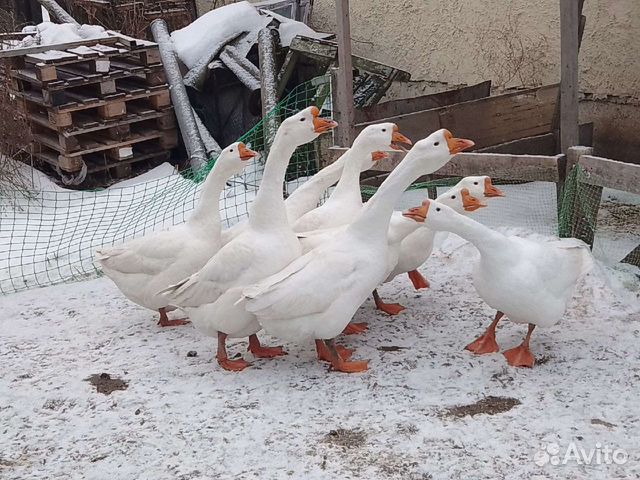 Гуси линдовской породы