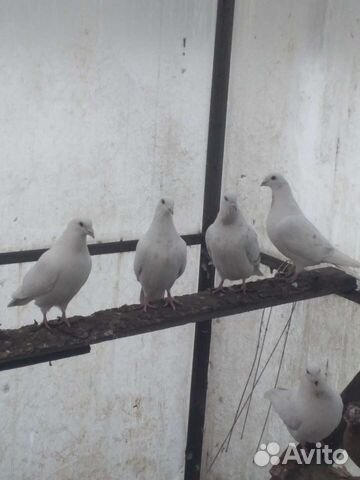 Голуби