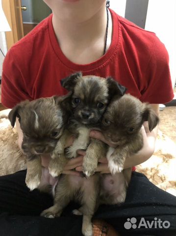 Последний маль-чишка