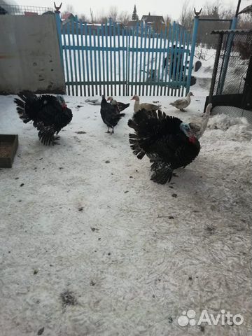 Индюки на племя