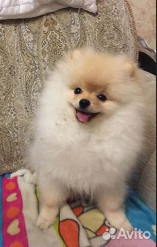 Шпиц кремовый 5 месяцев