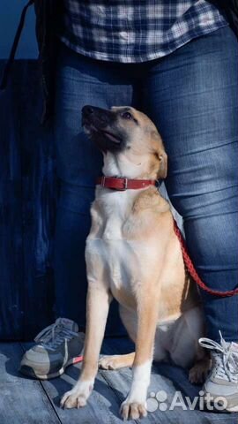 Собачка Джина ищет дом