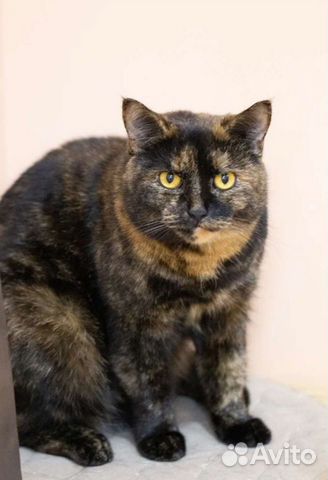 Упитанная булочка Фрося в поисках дома