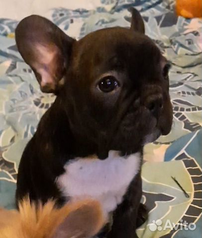 Уф,Красавец** Француз