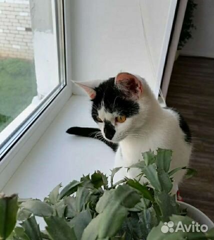 Очаровательный домашний котёнок, девочка