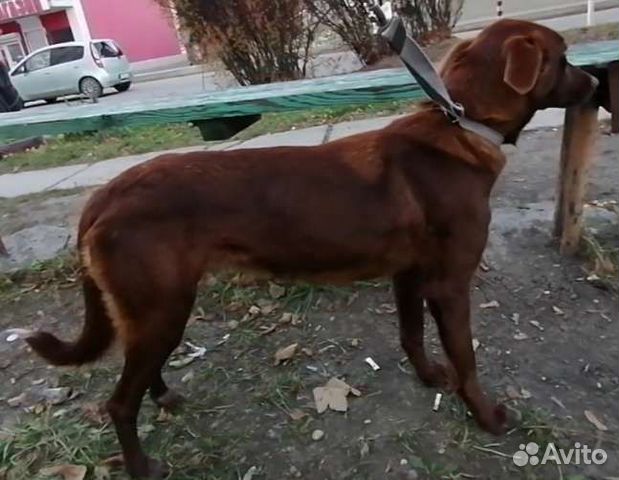 Метис с корнями сеттера или курцхара 1 год