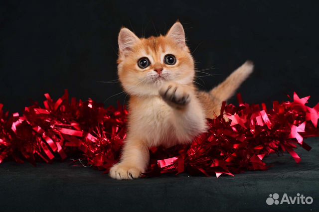 Британская принцесса