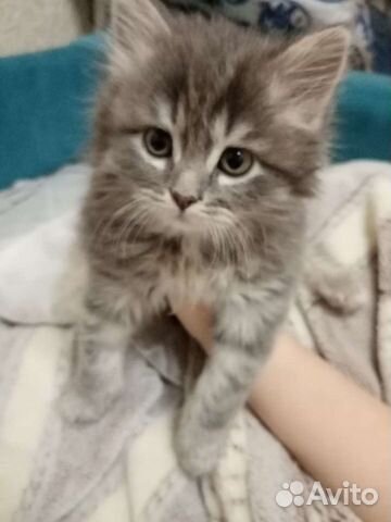 Очаровательные котята