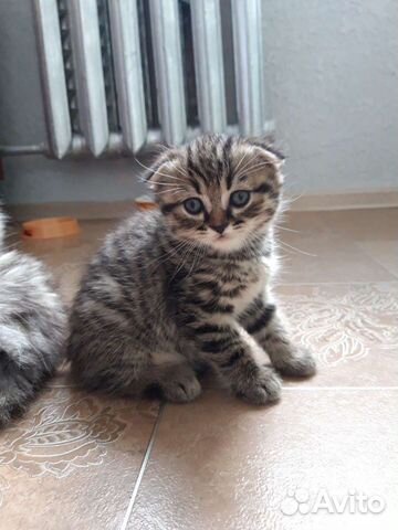 Шотландские котята