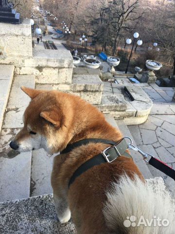 Кобель Сиба ину для вязки