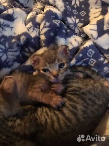 Котята девочки