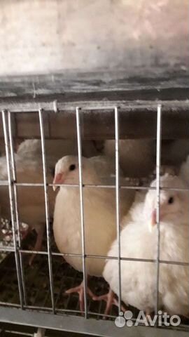 Перепела продажа