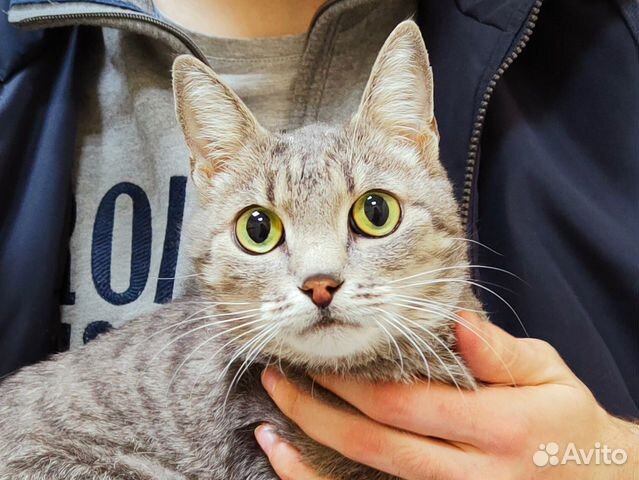 Ласковая кошка Джесси в добрые руки