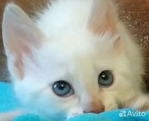 Синеглазое чудо Мальчик. 2 мес