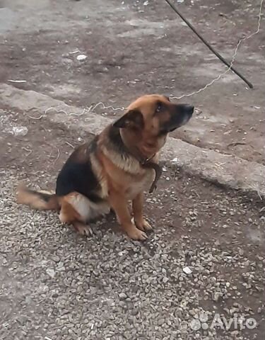 Продажа собак овчарка