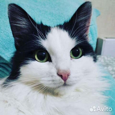 Кошка Зайка в заботливые ручки